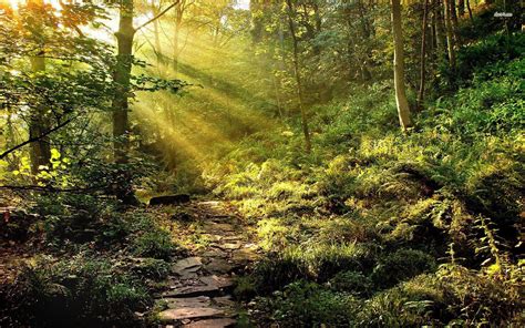 Dense Forest Wallpapers Top Free Dense Forest Backgrounds