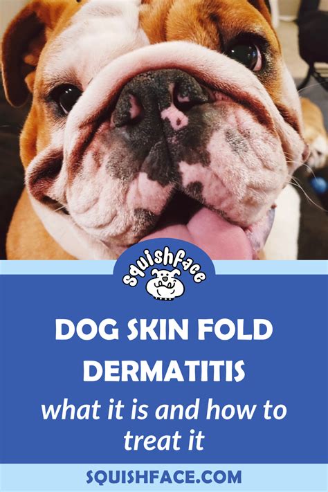 How To Fix Dog Skin Fold Dermatitis Artofit