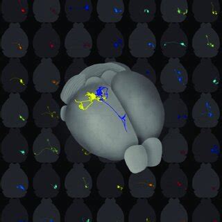 The Diversity Of Single Cell Projections From Mouse Visual Cortex Download Scientific Diagram