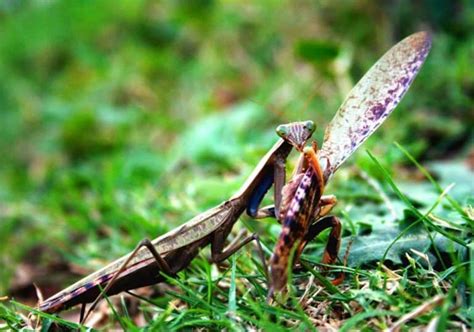 Praying Mantis Symbolism 14 Spiritual Meanings Of Praying Mantis