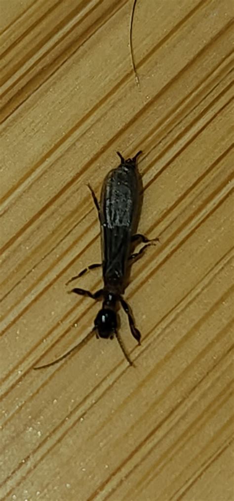 What Is This And How To Get Rid Of It R Whatsthisbug