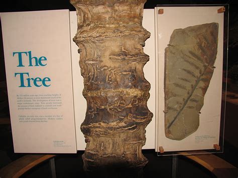 Louisville Fossils And Beyond Smithsonian S The Tree Fossil