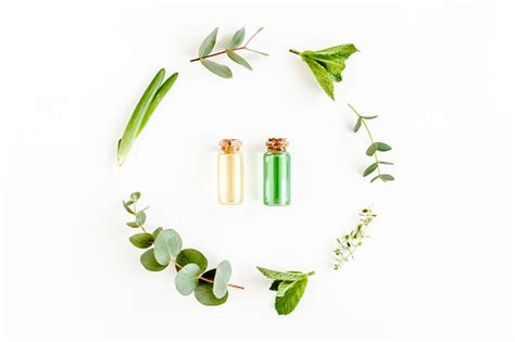 허브 녹색 가지 잎 민트 유칼립투스 백리향 및 흰색 배경에 식물 컬렉션의 혼합으로 만든 에센셜 오일과 둥근 화환 프레임 0명에 대한 스톡 사진 및 기타 이미지 Istock