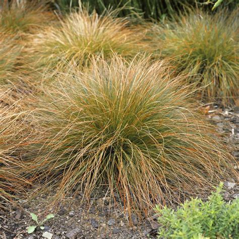 Carex Seed Orange Sedge Ornamental Grass Seeds