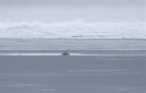 Viola Thomas On Linkedin Warming Climate Shifts Bowhead Whale