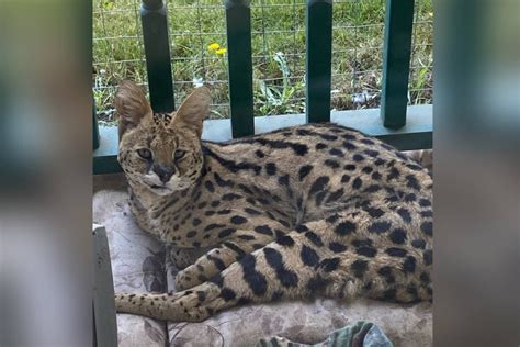 Second Escaped Bc Serval Cat Recovered After Killing Several Ducks Rossland News