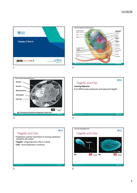chapter 2 part 4 microbiology lecture notes chapter 2 part 4 1