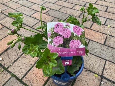 Geranium Ivy Lavender 140mm The Garden Feast Geranium Ivy Lavender 140mm The Garden Feast