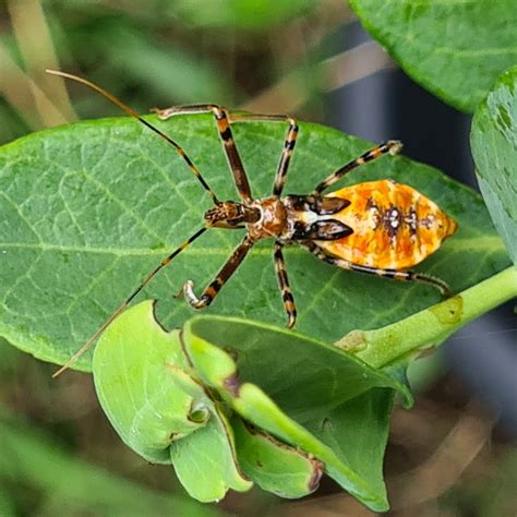 Assassin Bug Wildlife Den South African And Australian Wildlife