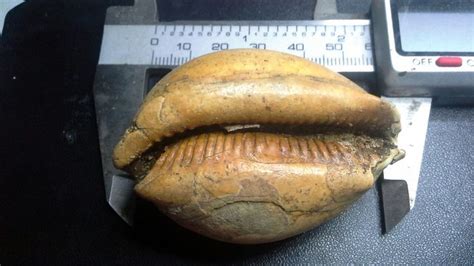 Fossil Cowrie Not Sure On Which One Yet Fossil Fossils Food