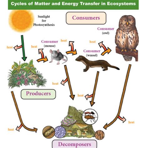 Interdependent Relationships In Ecosystems And Cycles Of Matter And Energy Transfer Food Webs