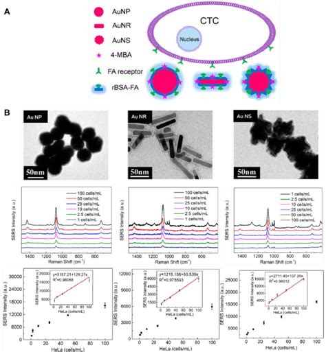 A Schematic Of Sers Active Nps With Various Shapes For Ctcs
