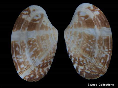 Ruditapes Philippinarum Japonica 3449698