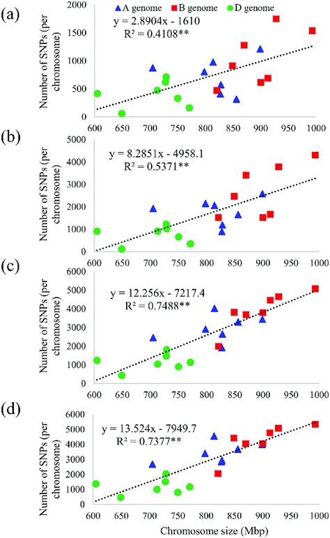 Relationship Between The Number Of Snps Per Chromosome And Chromosome Download Scientific