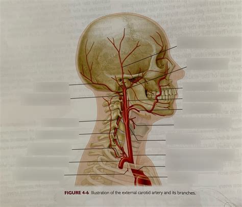 External Carotid Artery