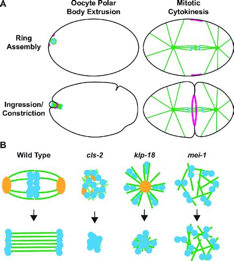 Schematics Of Oocyte Meiotic Polar Body Extrusion Mitotic Cytokinesis