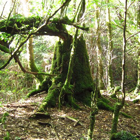 Responsive Justified Image Gallery Demos