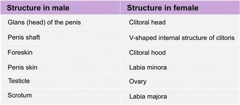 Chapter 4 Sex Differentiation Anatomy And Physiology Introduction To Human Sexuality