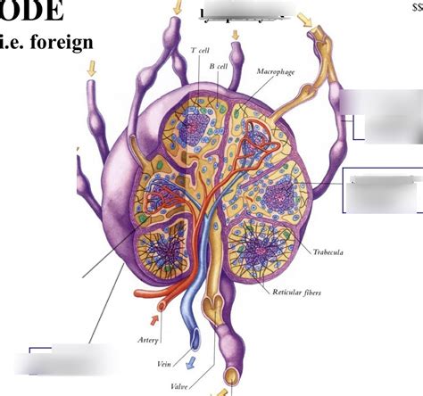 Lymph Node Diagram Quizlet