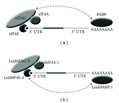 interacting partners of cap binding proteins in leishmania the typical