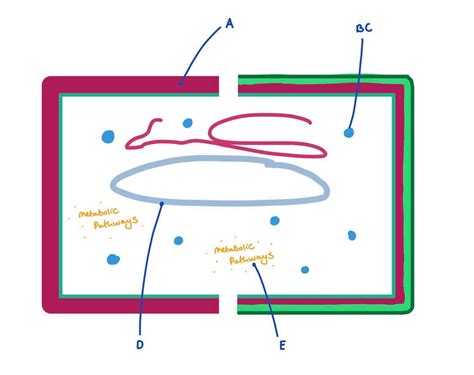 Antibiotic Types And Targets Diagram Quizlet