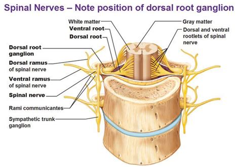Spinal Nerves In Detail Showing Dorsal Ventral Rami Rootlets Rami Communicantes And Sympathetic