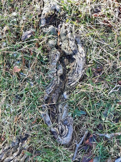 Surface Root Exposure Of Trees Northern Wild Seeds Nature With Us