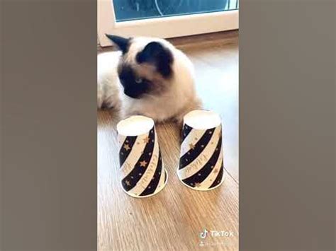 Smart cat (mądry kot) - YouTube