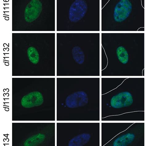 Sub Cellular Localization Of E1a And Deletion Mutants In Infected