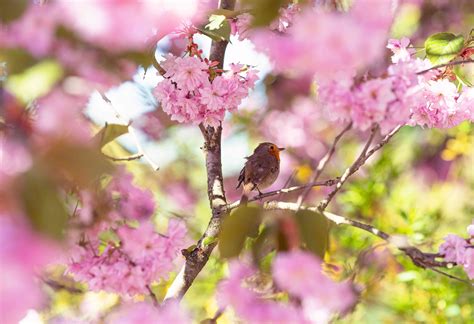 Safe Trees For Birds At Lee Porter Blog