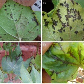 Symptoms Of Bbc Disease By Different Xam Isolates Of Cotton Plant A Download Scientific