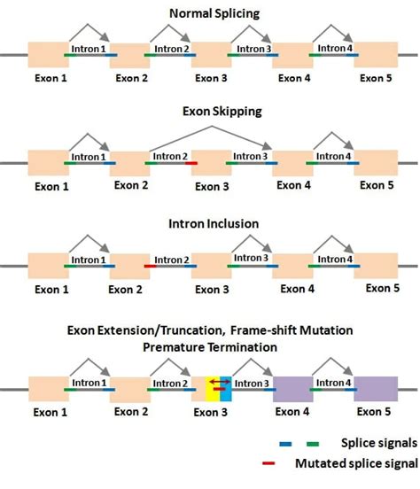 Exon