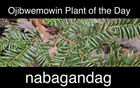 Nabagandagoog Flat Great Lakes Lifeways Institute Facebook