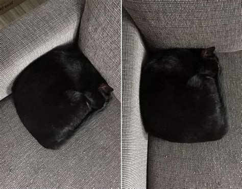 소파 한쪽 모서리에 떡하니 놓여져 있는 검은색 쿠션의 반전 정체 애니멀 플래닛