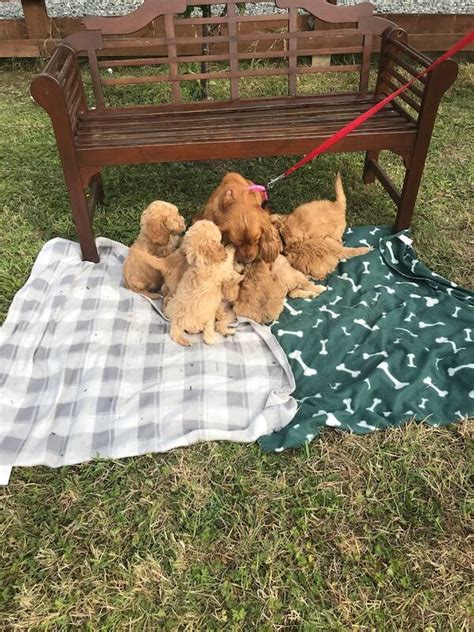 Miniature Cockapoo Puppies For Sale Cockapoo Owners