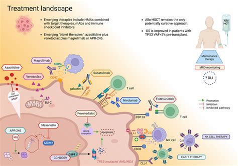 Emerging Therapies And Potential Therapies Of Interest For Tp53 Mutated Download Scientific