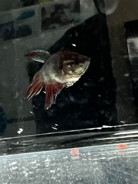 Betta Sickness Help What Is This Eat Pic Ive Gotten So Far R Aquariums