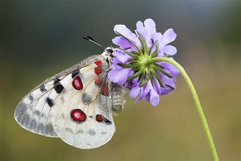 Alpine Apollo (Parnassius apollo), a butterfly that's found in alpine ...