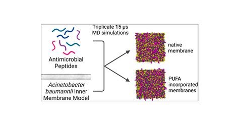 The Impact Of Antimicrobial Peptides On The Acinetobacter Baumannii
