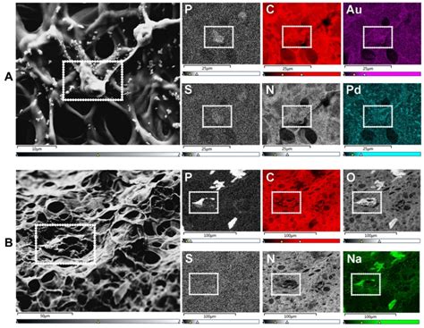 Characterization Of Hydrogel Microarchitecture For Cellular Applications Encyclopedia Mdpi