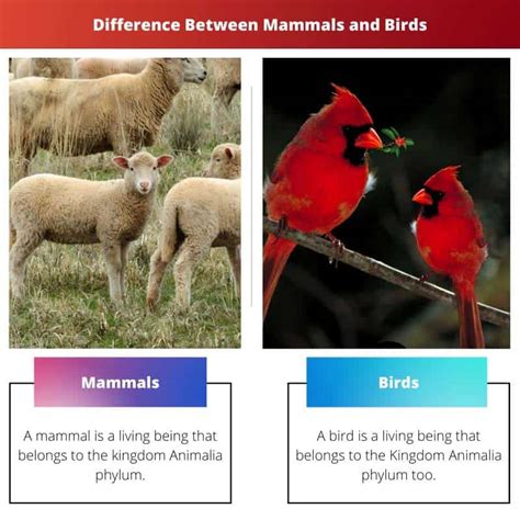 Mammals Vs Birds Difference And Comparison