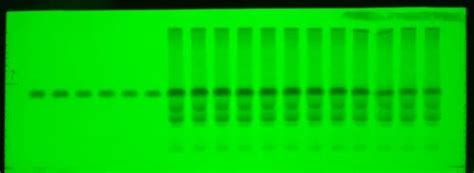 High Performance Thin Layer Chromatography Hptlc At Best Price In Lucknow