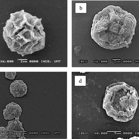 Scanning Electron Microscopy Of Cyst Of Acanthamoeba Sp A Untreated