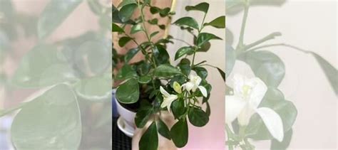 Мурайя купить в Челябинске | Товары для дома и дачи | Авито
