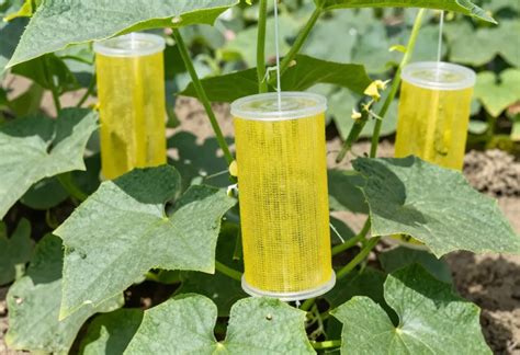 Yellow Sticky Traps For Cucumber Beetles For Fast Control