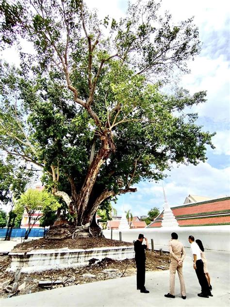 “วัดสระเกศ” แจง “ต้นพระศรีมหาโพธิ์” 200 กว่าปียังแข็งแรงดี ปรับภูมิทัศน์ได้รับอนุญาตจากกรม