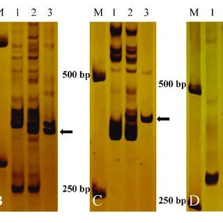Expressed Sequence Tag EST Sequence Tagged Site STS Marker Download Scientific Diagram