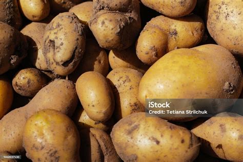 디포커스 클로즈업 노란 감자 햇볕에 말리는 갓 딴 감자 더미의 근접 촬영 평면도 진한 빨간색 배경입니다 공간을 복사합니다 생 감자 초점이 맞지 않음 0명에 대한 스톡 사진