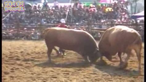 전설의 경기 비호 2000년대 초반 을종 최강자 Vs범이 2000년대 갑종 최강자 Youtube