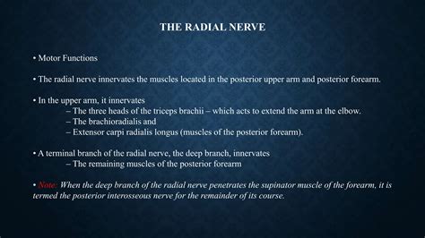 Radial Nerve And Radial System Education Ppt